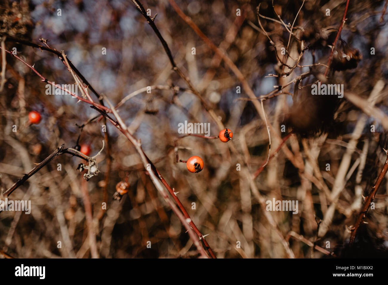 Rosa rugosa winter hi-res stock photography and images - Alamy