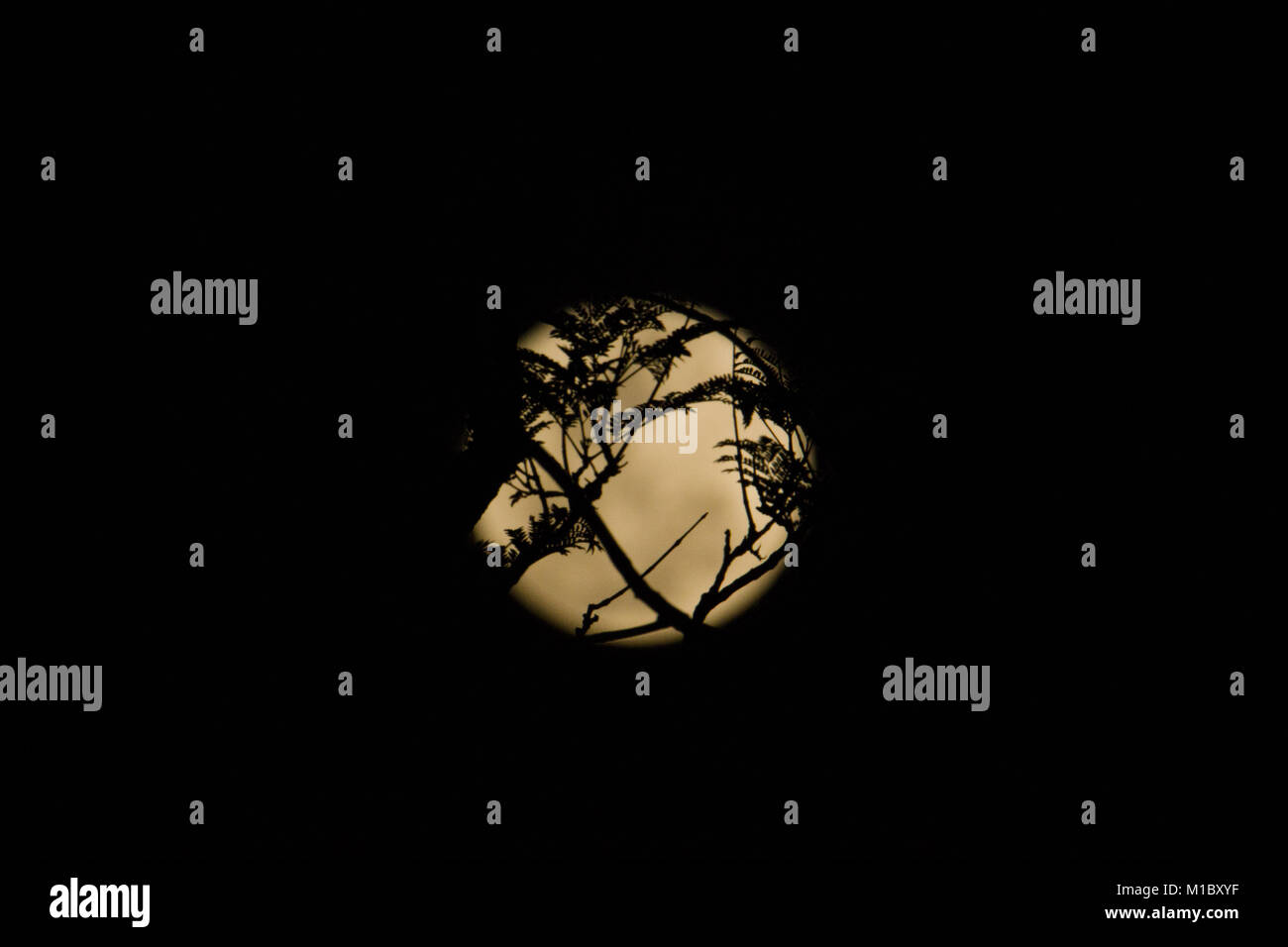 Moon behind trees hi-res stock photography and images - Alamy