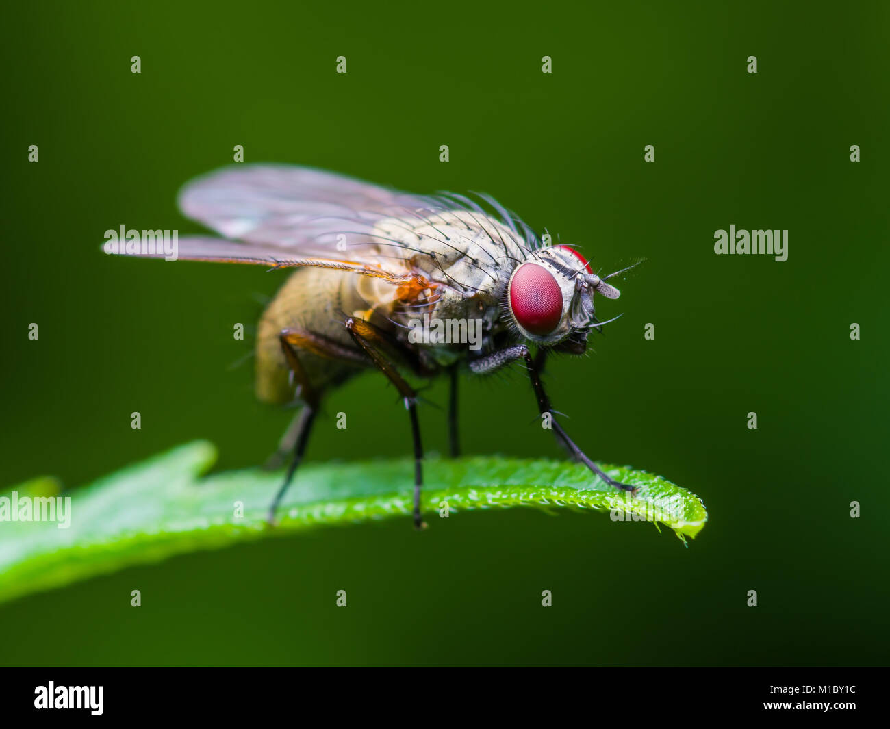 Drosophila Fruit Fly Diptera Insect on Green Grass Stock Photo - Alamy