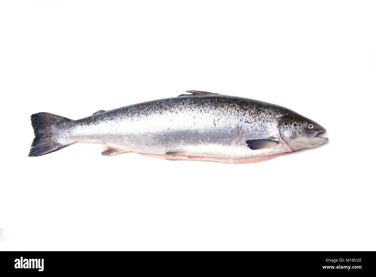 Whole Atlantic salmon fish isolated on a white studio background Stock ...