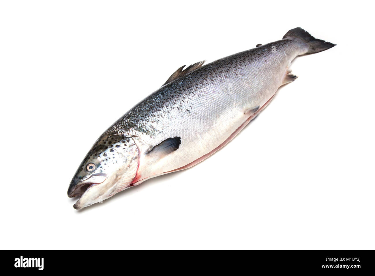 Whole Atlantic salmon fish isolated on a white studio background Stock ...