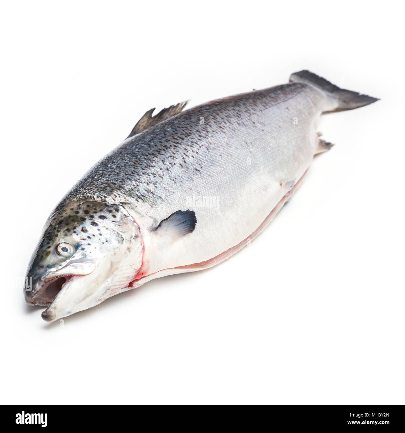 Whole Atlantic salmon fish isolated on a white studio background Stock ...