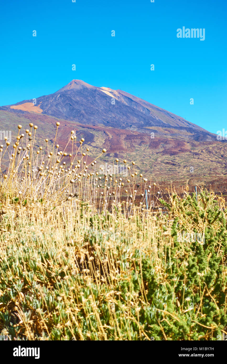 Endemic plants canary islands hi-res stock photography and images - Alamy