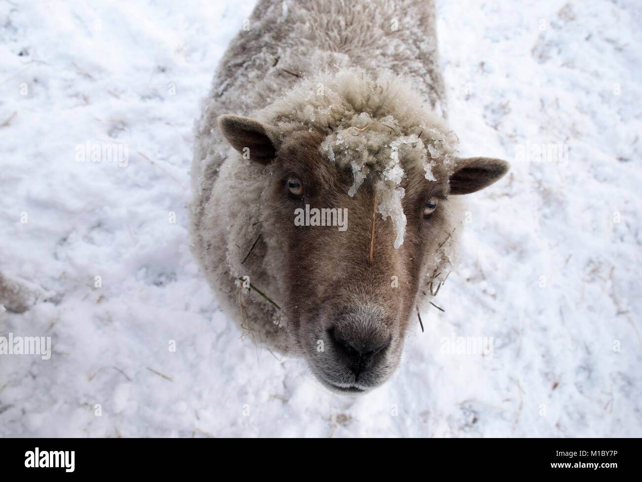Sheep in snow hi-res stock photography and images - Alamy