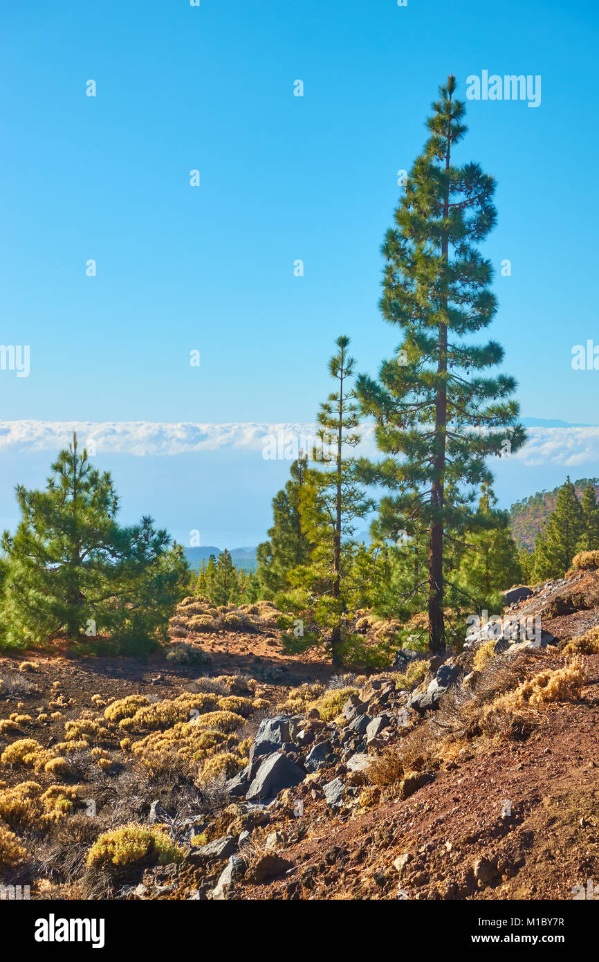 Landscape with pine-trees in the highland of Tenerife, The Canaries ...