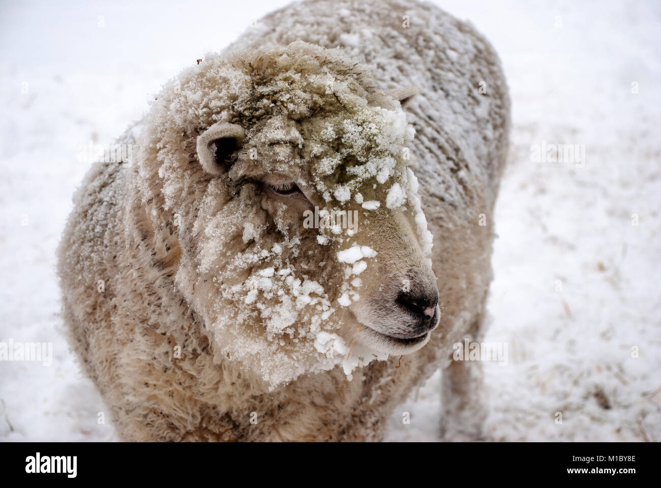 Sheep in snow Stock Photo - Alamy