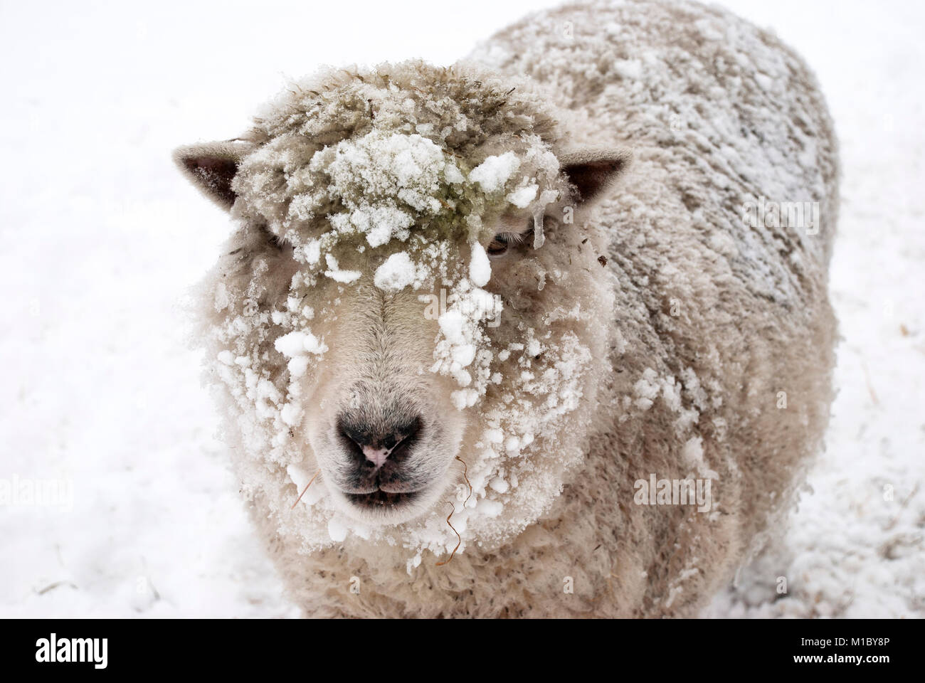Sheep in snow Stock Photo - Alamy