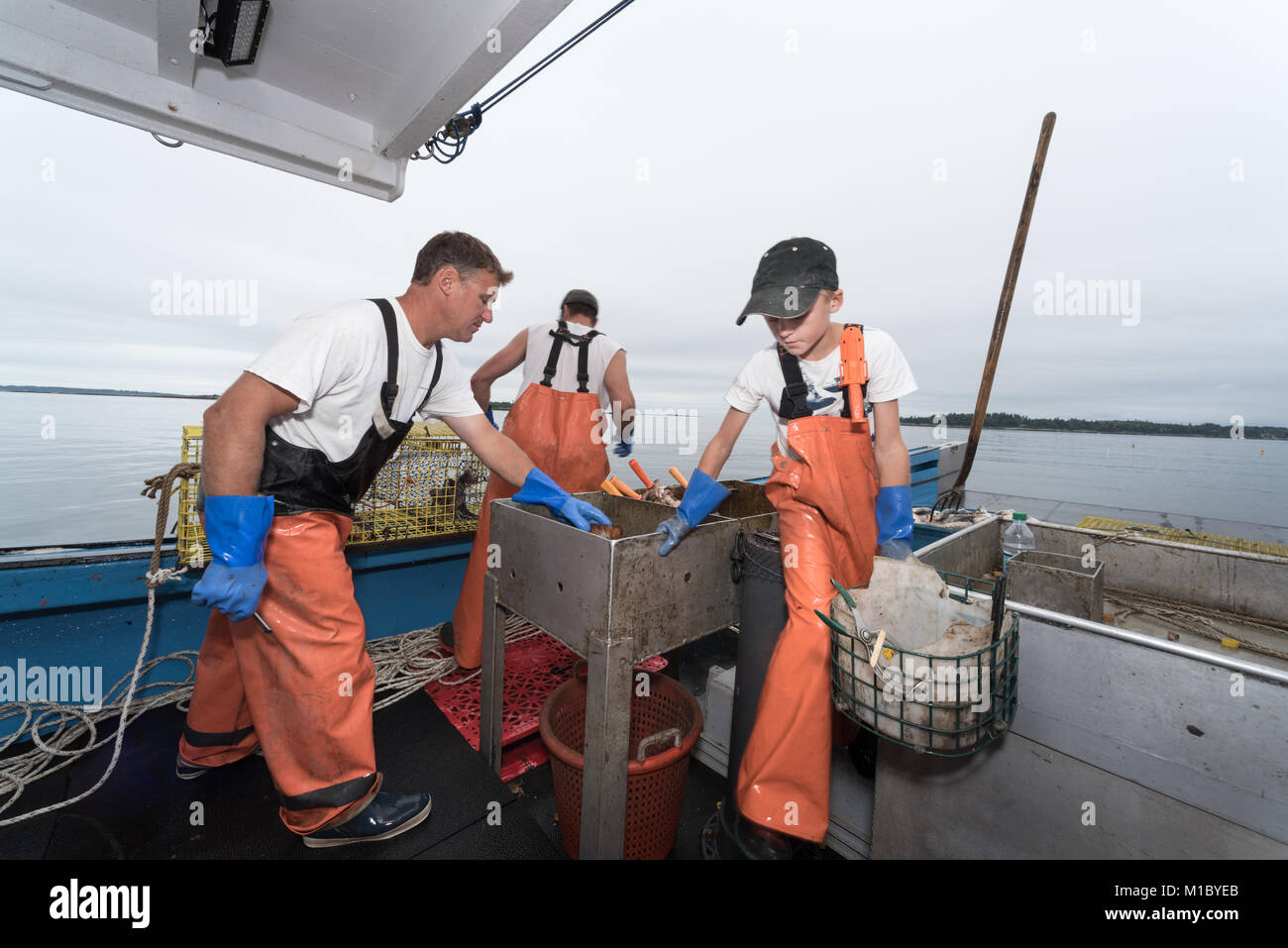 Lobstermen hauling traps. Chebeague Island, Casco Bay, Maine Stock ...