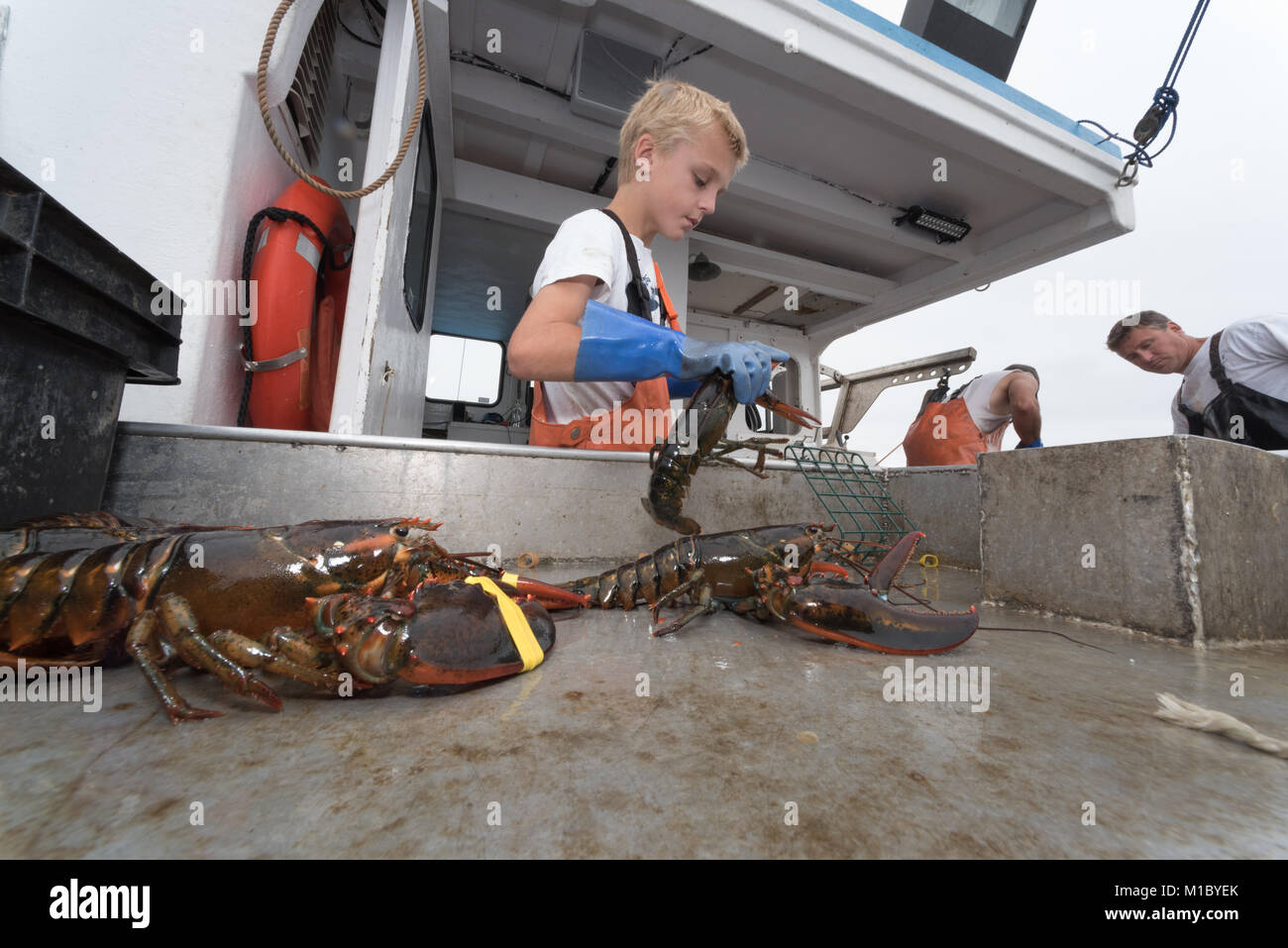 9 year old lobsterman bands lobsters. Chebeague Island, Casco Bay ...