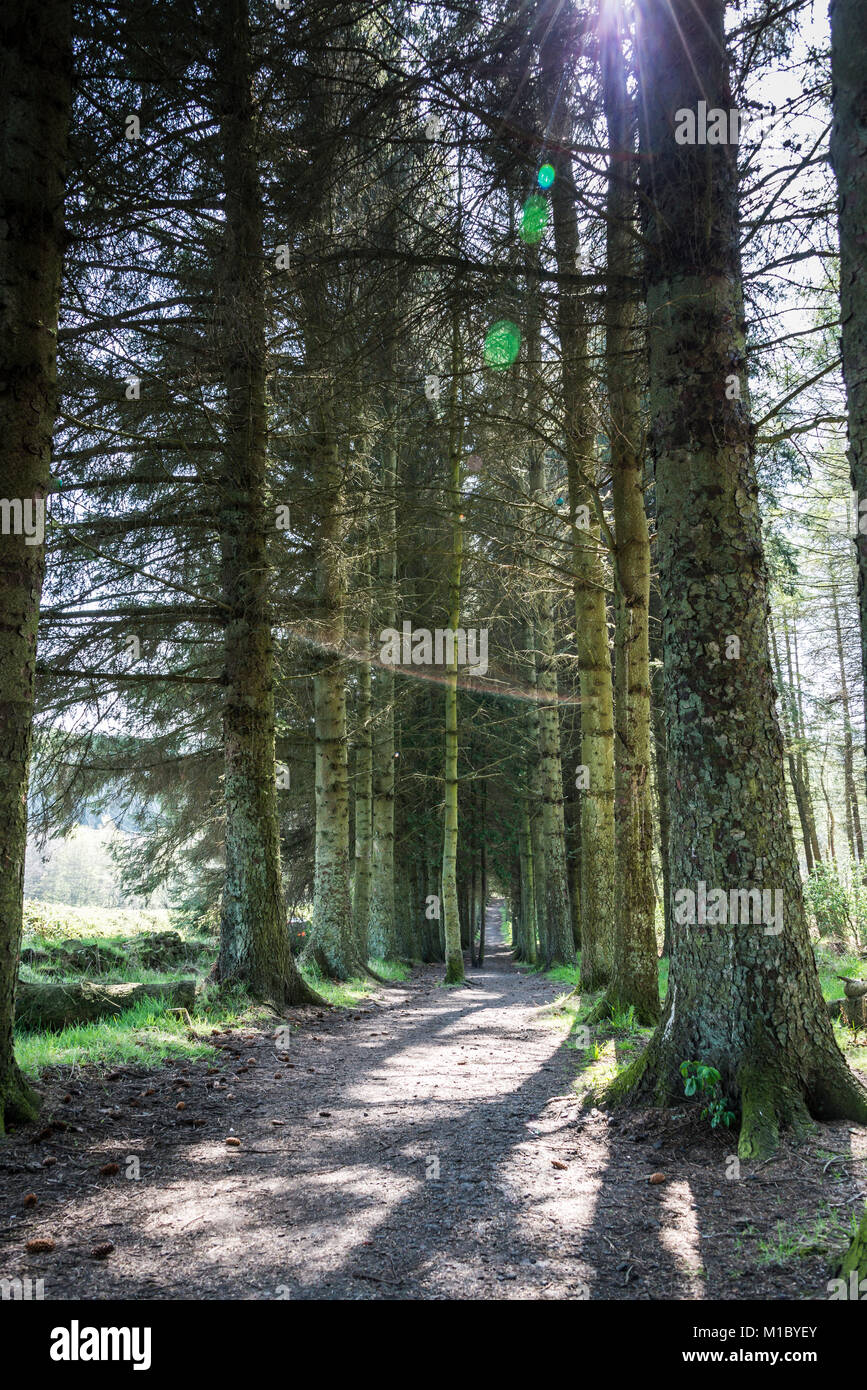 Facing down hill as sunlight breaking through trees on a tree lined ...