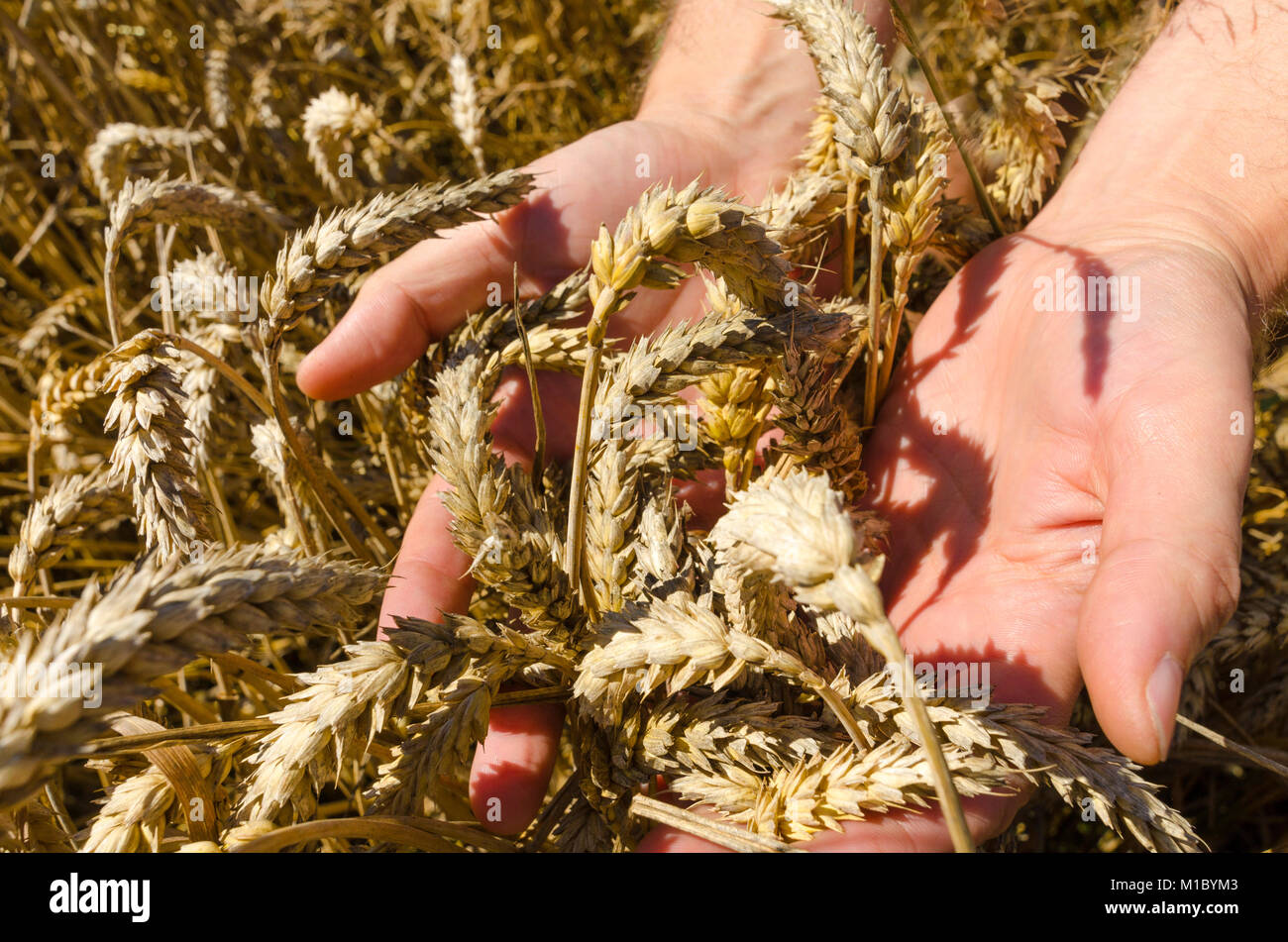 Farmer grains in hands on hi-res stock photography and images - Alamy