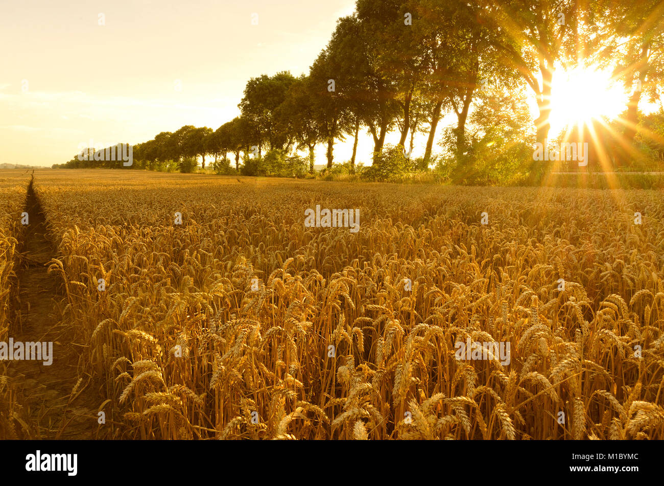 A field of ripe wheat with a sunset glow and sun rays Stock Photo - Alamy