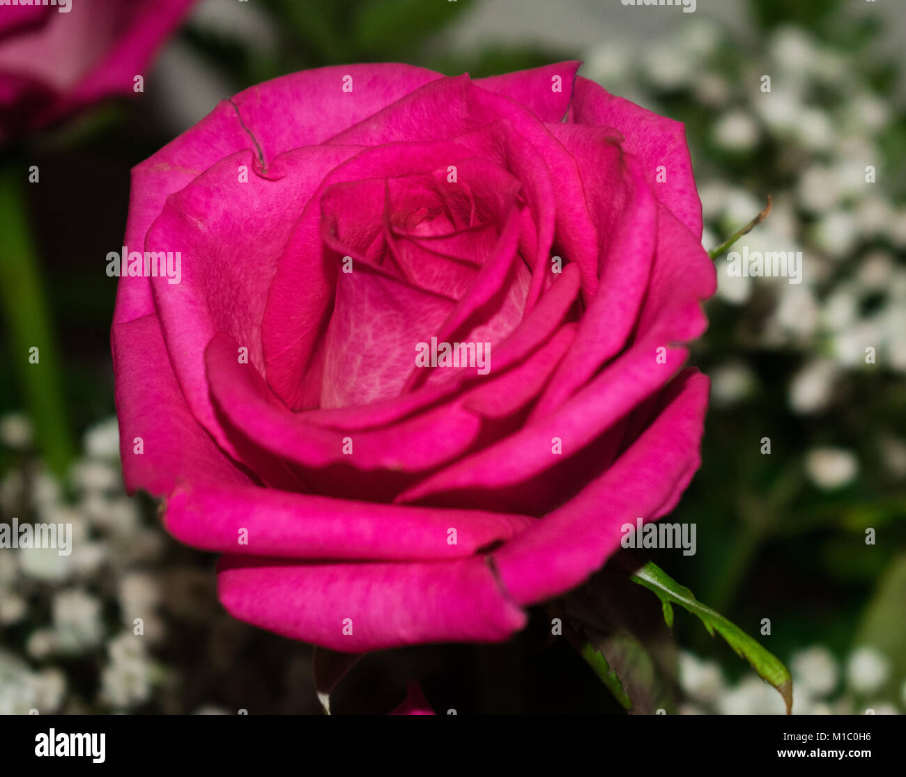 pink rose blooming Stock Photo - Alamy