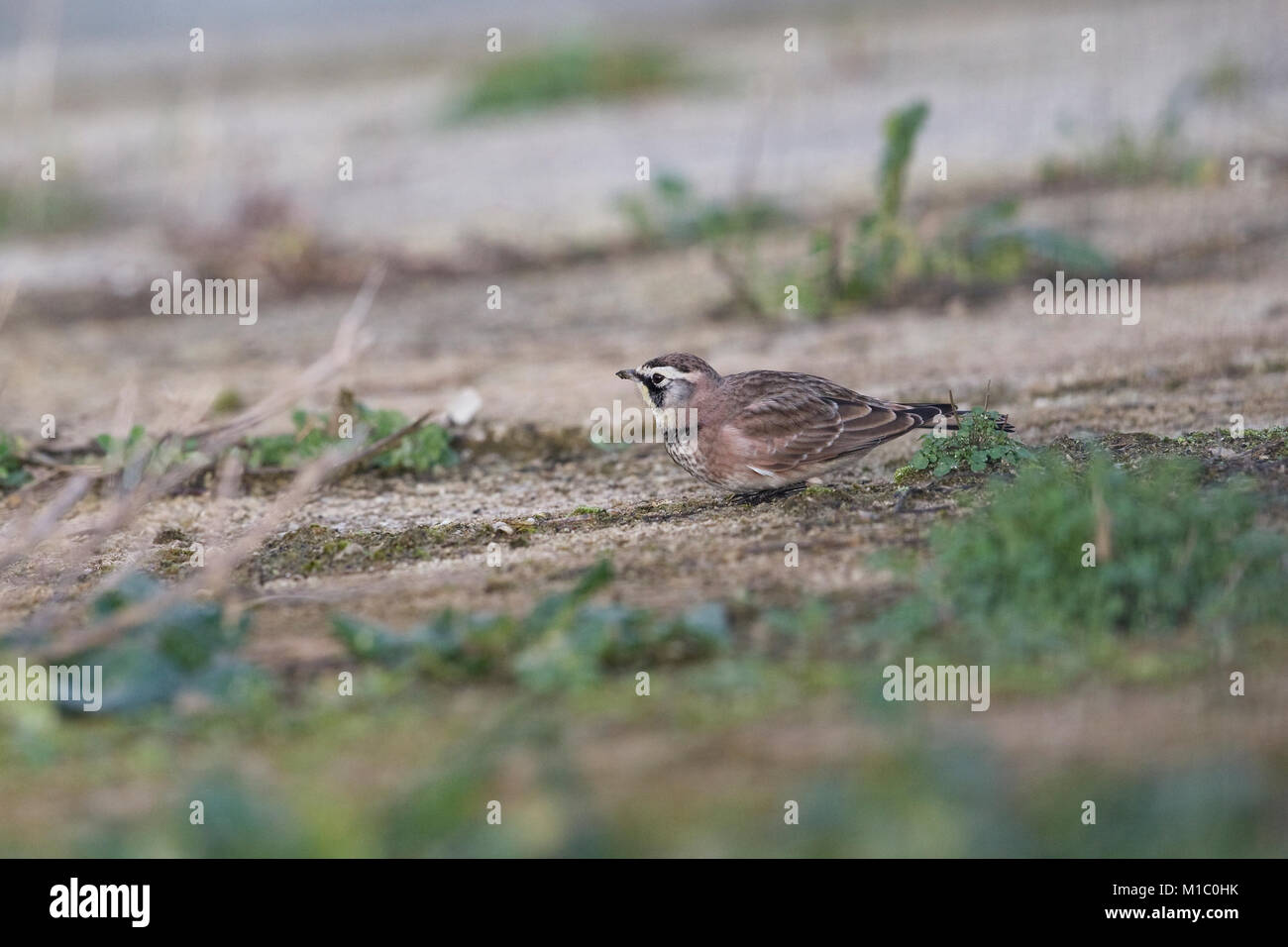 American Horned Lark (Eremophila alpestris praticola hoyti Stock Photo ...