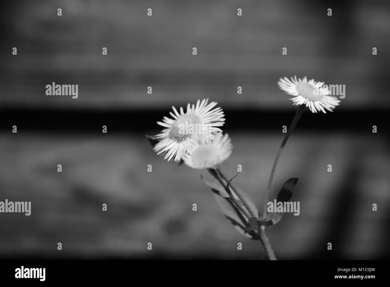 Spring flowers Black and White Stock Photos & Images - Alamy
