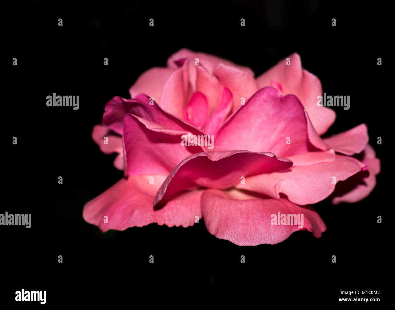 pink rose blooming Stock Photo - Alamy