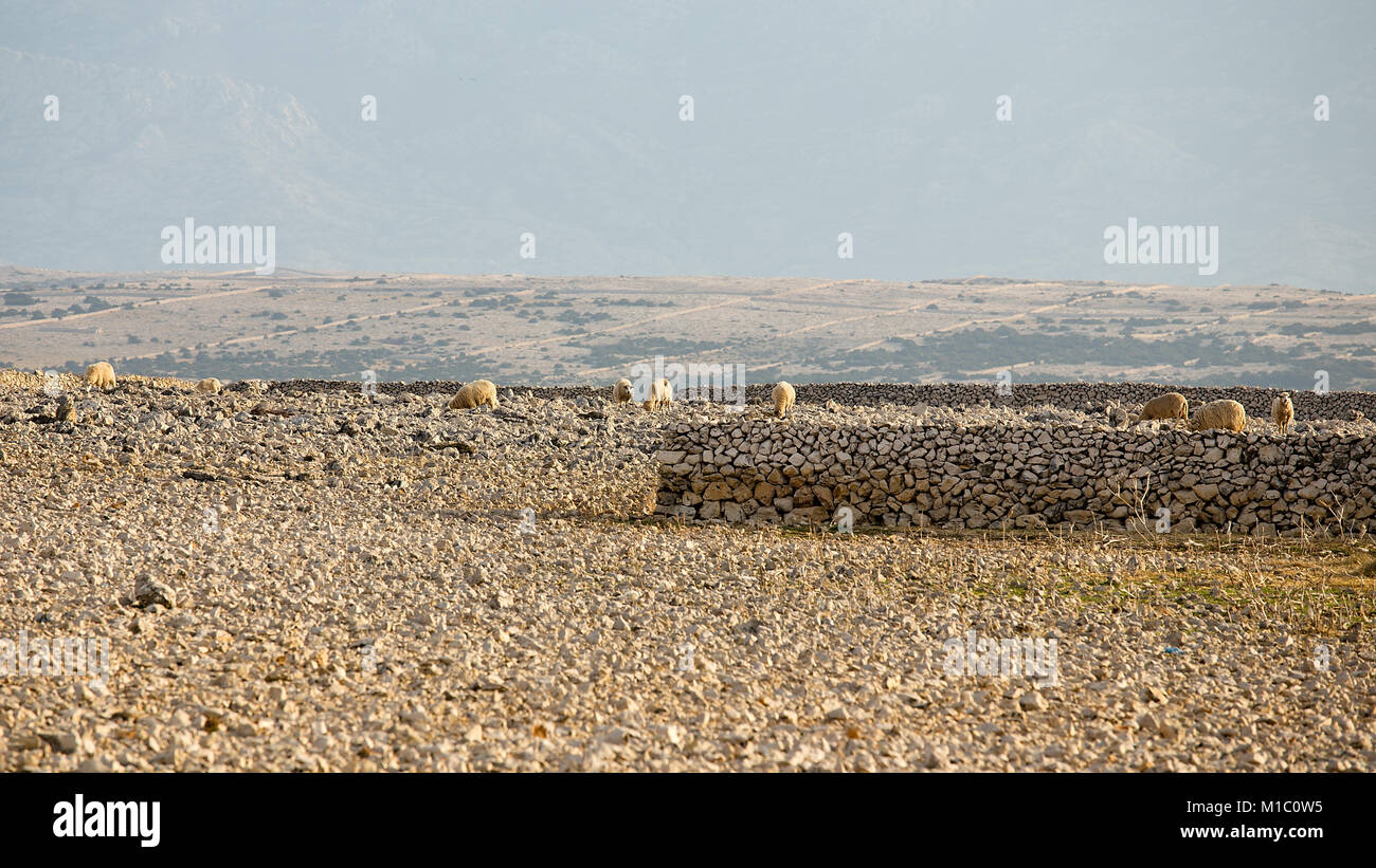 Desert pasture on island Pag with Flock Of Sheep, Pag, Croatia Stock ...