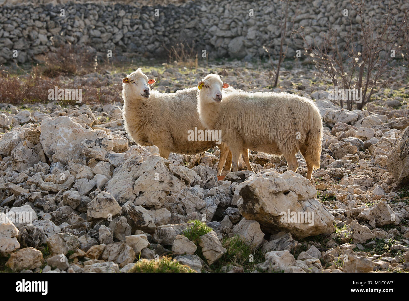 Long range desert group hi-res stock photography and images - Alamy