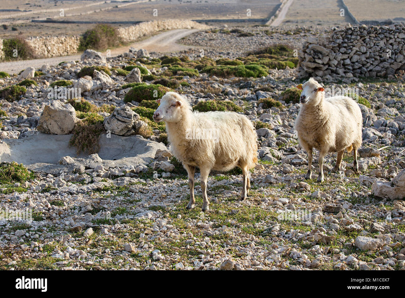 Sheep on pasture, island Pag, two long-tailed sheep, Pag, Croatia Stock ...