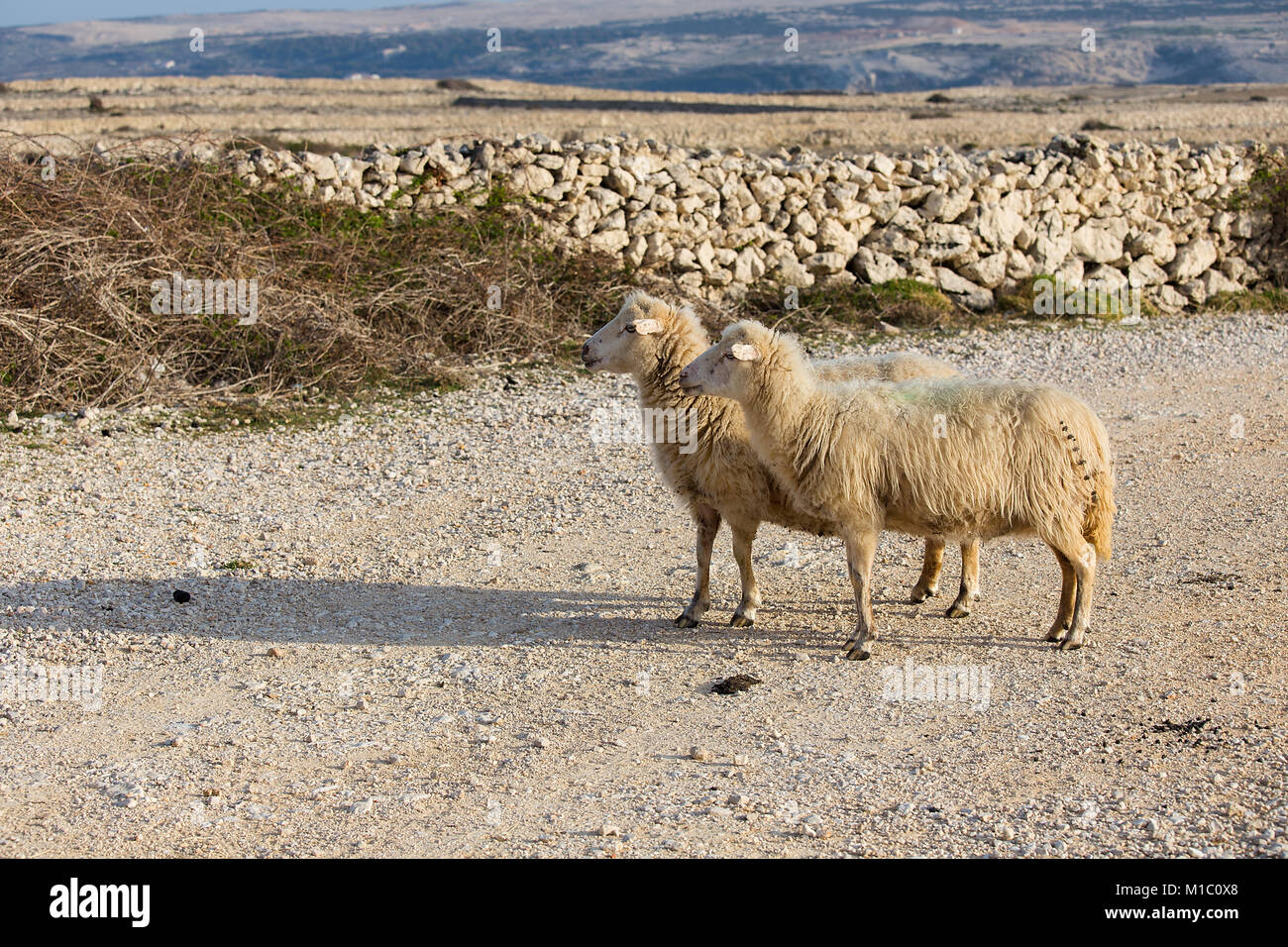 Long range desert group hi-res stock photography and images - Alamy