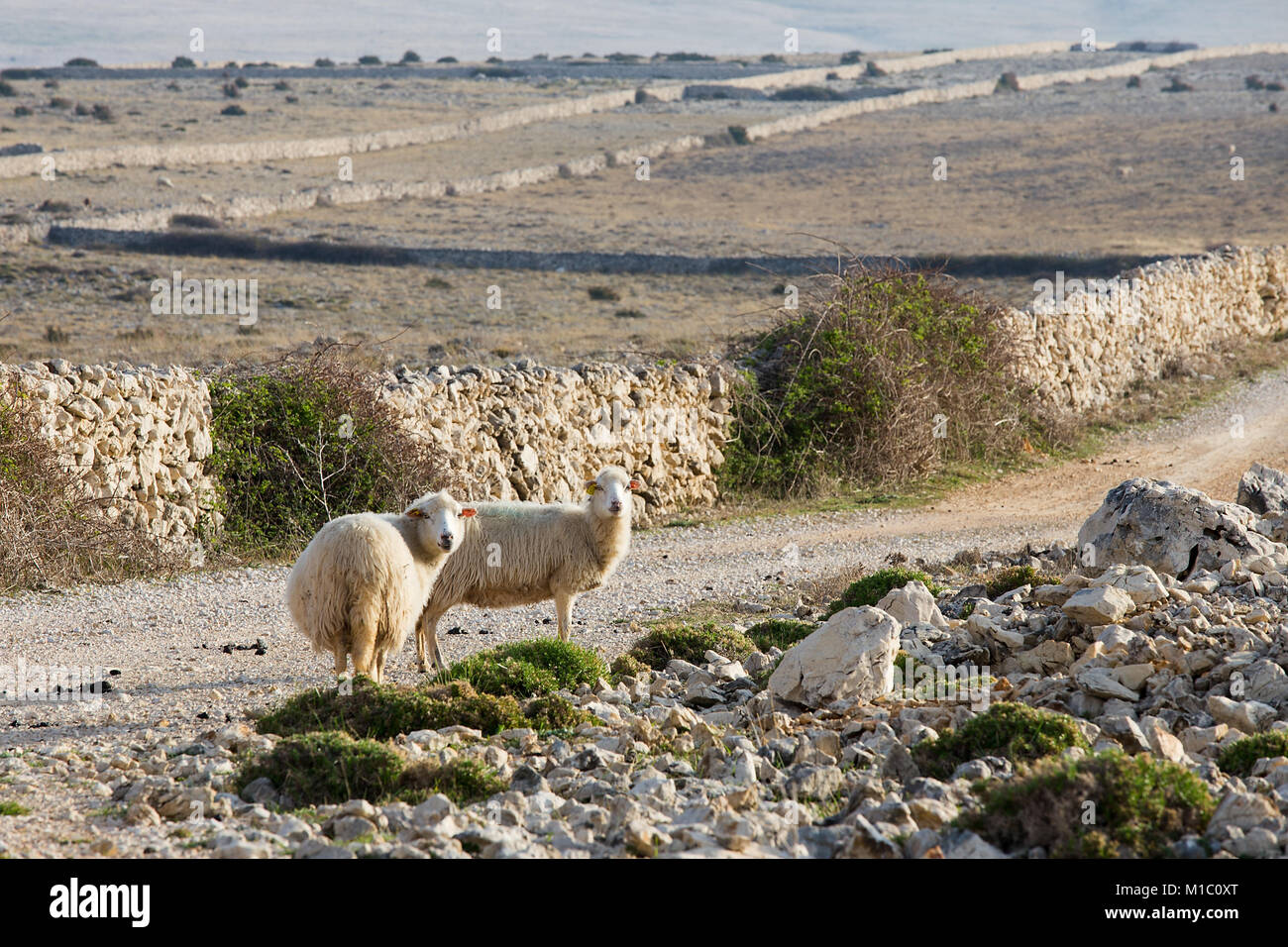Sheep on desert pasture, island Pag, two long-tailed sheep, Pag ...