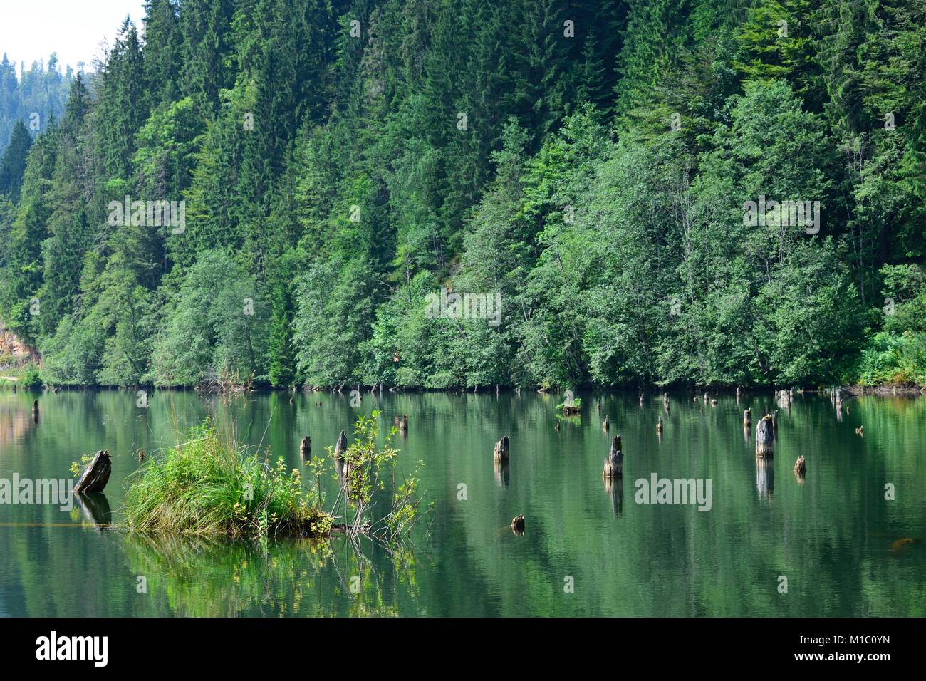 Drowning trees hi-res stock photography and images - Alamy