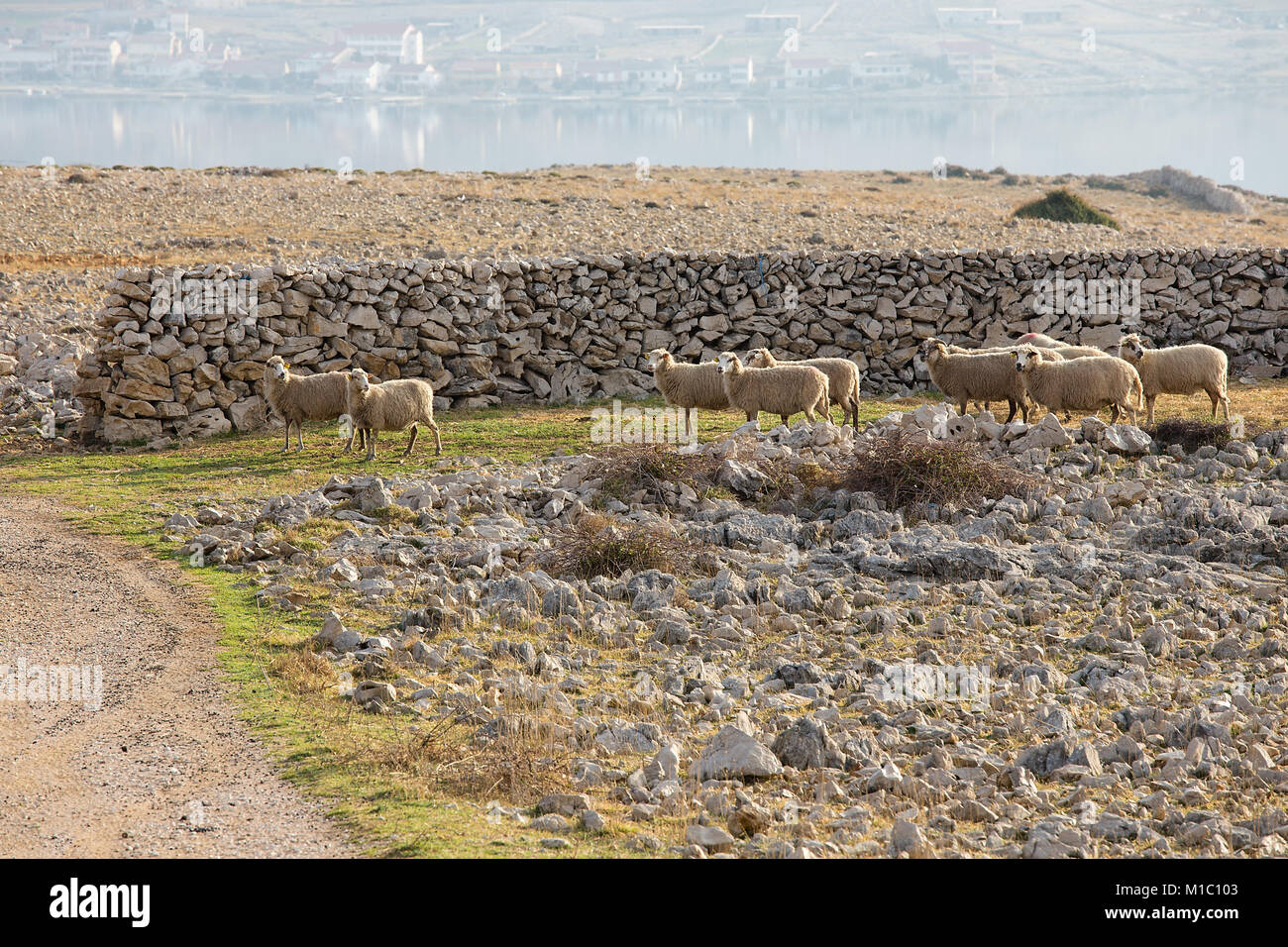 Desert pasture on island Pag with Flock Of Sheep, Pag, Croatia Stock ...