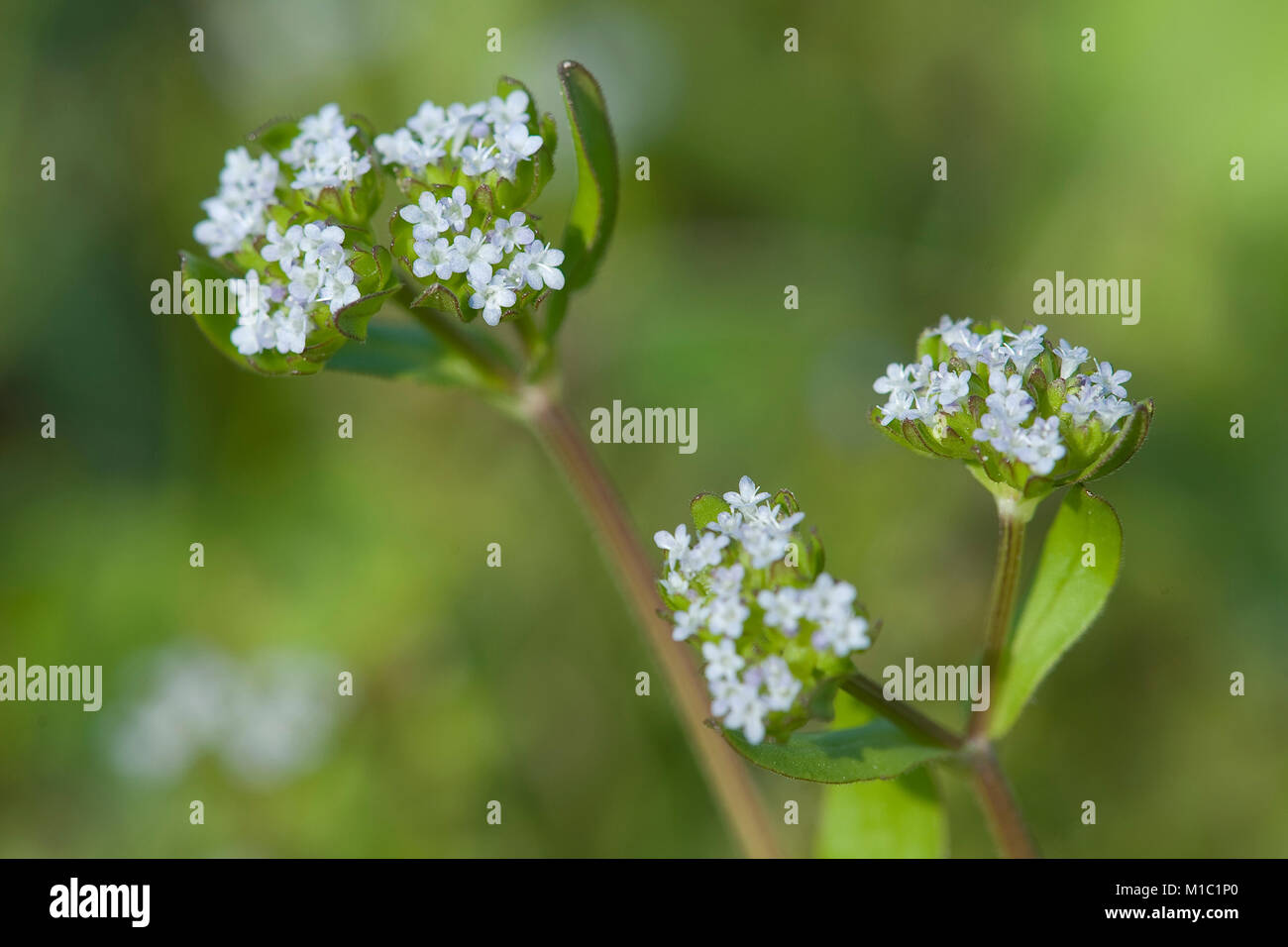 Valerianella Locusta High Resolution Stock Photography and Images - Alamy
