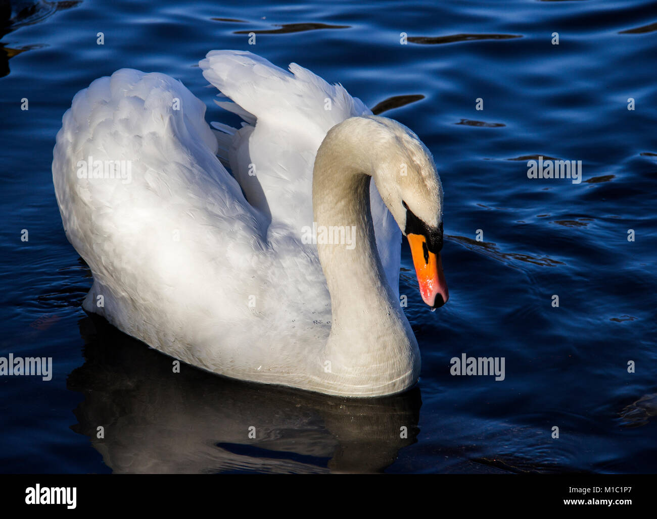 White adult swan bird on water Stock Photo - Alamy