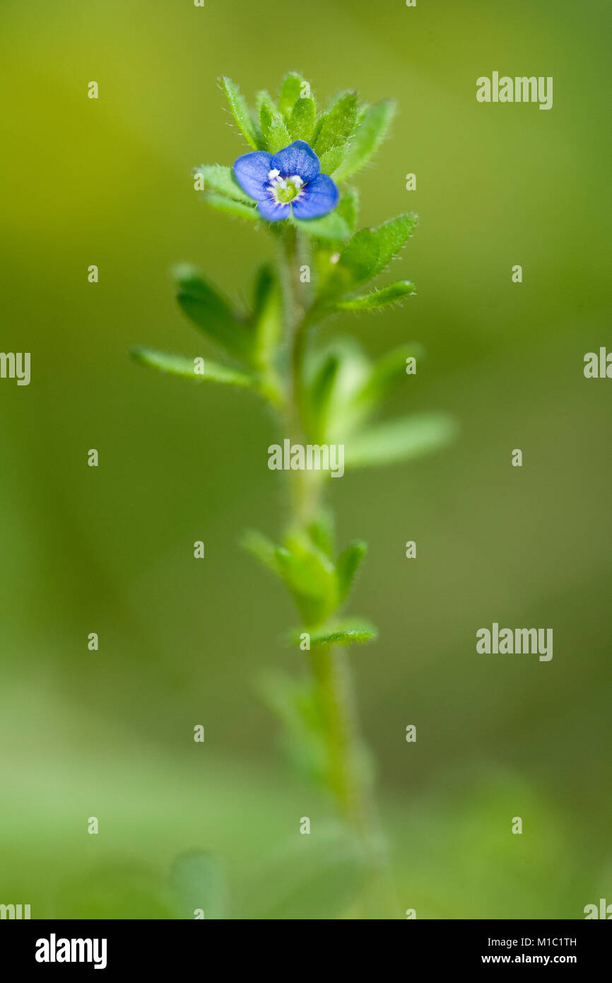 Corn Speedwell Identification