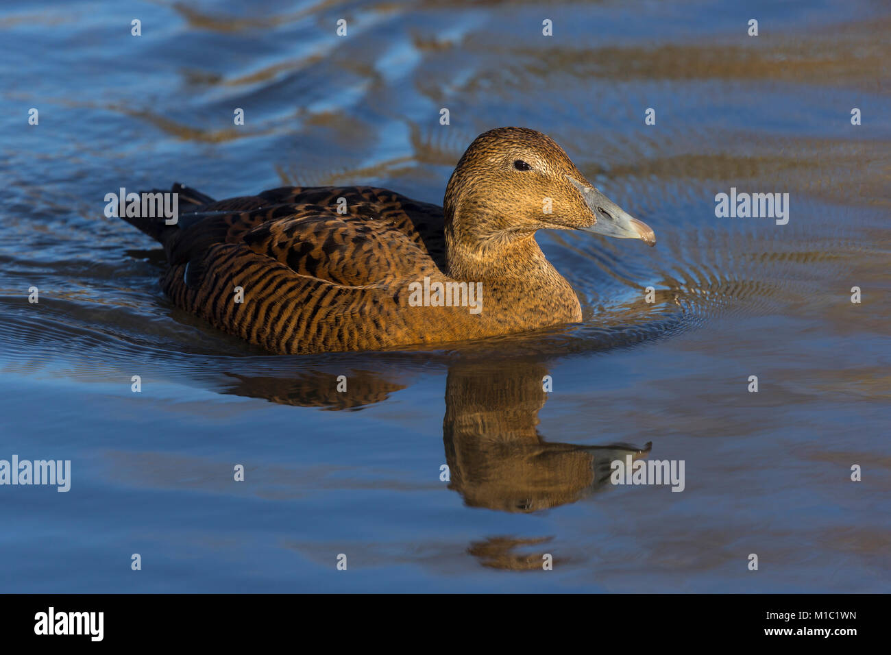 Eider female hi-res stock photography and images - Alamy