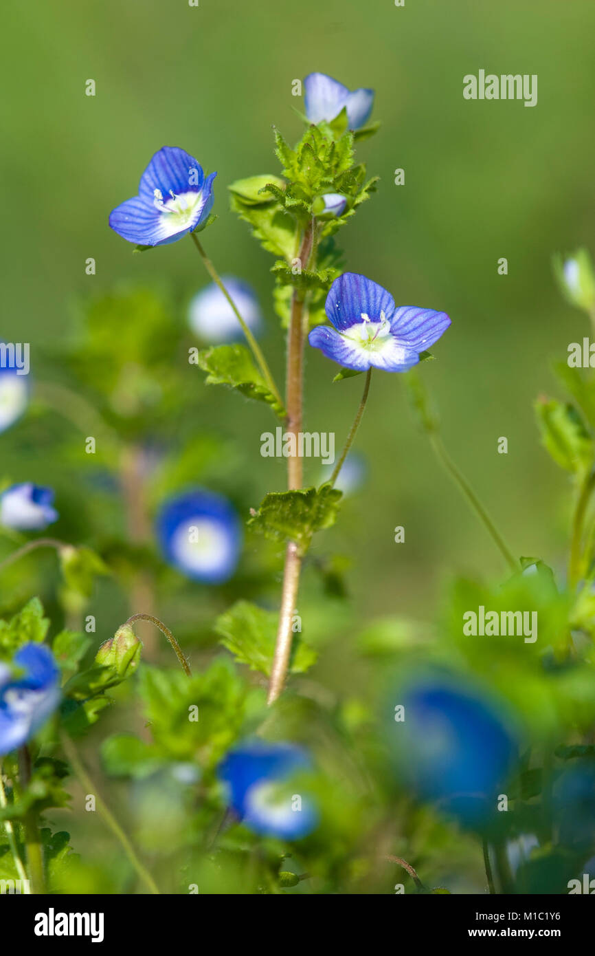 Persian speedwell hi-res stock photography and images - Alamy