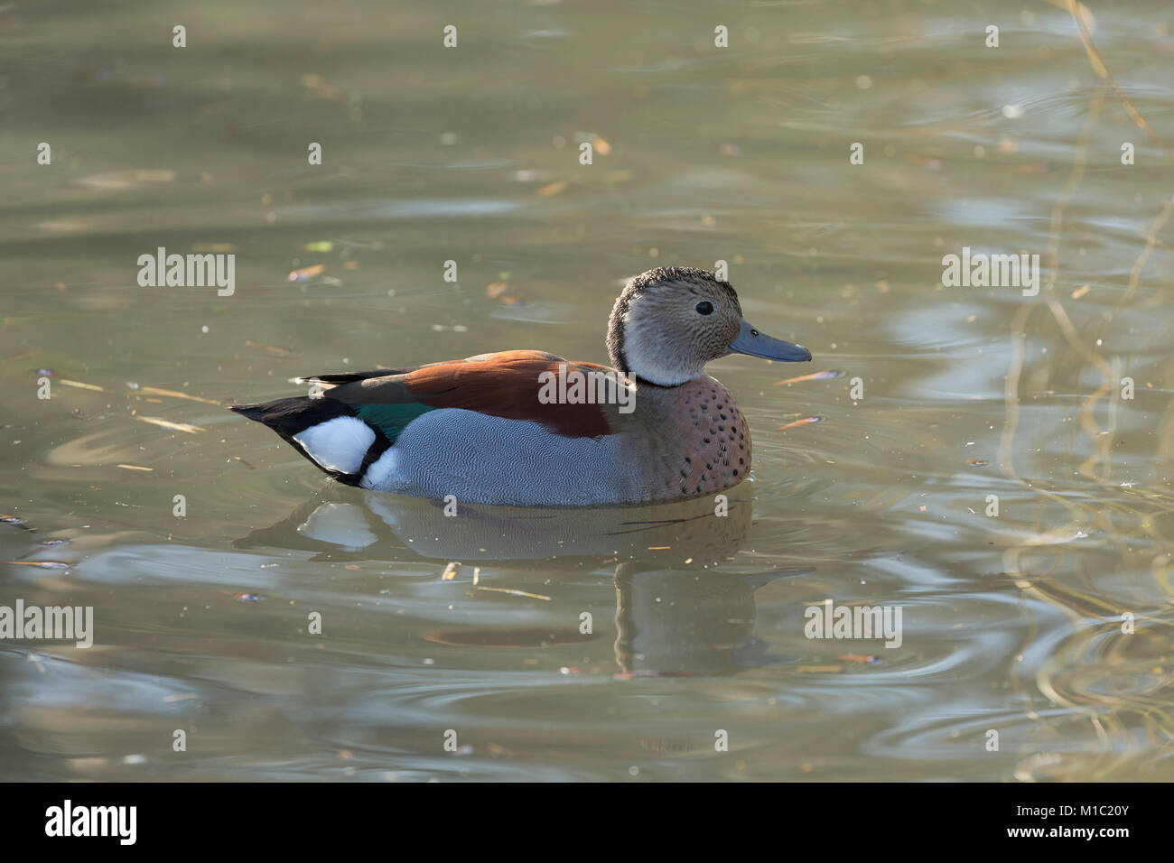 Calonetta leucophrys hi-res stock photography and images - Alamy