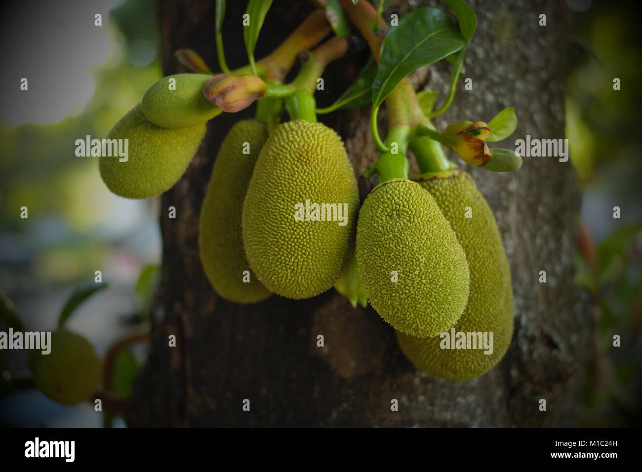 Jackfruit (Artocarpus heterophyllus) on tree. Chiang Mai, Thailand ...