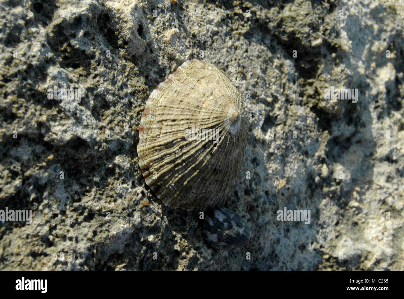 Cellana hi-res stock photography and images - Alamy