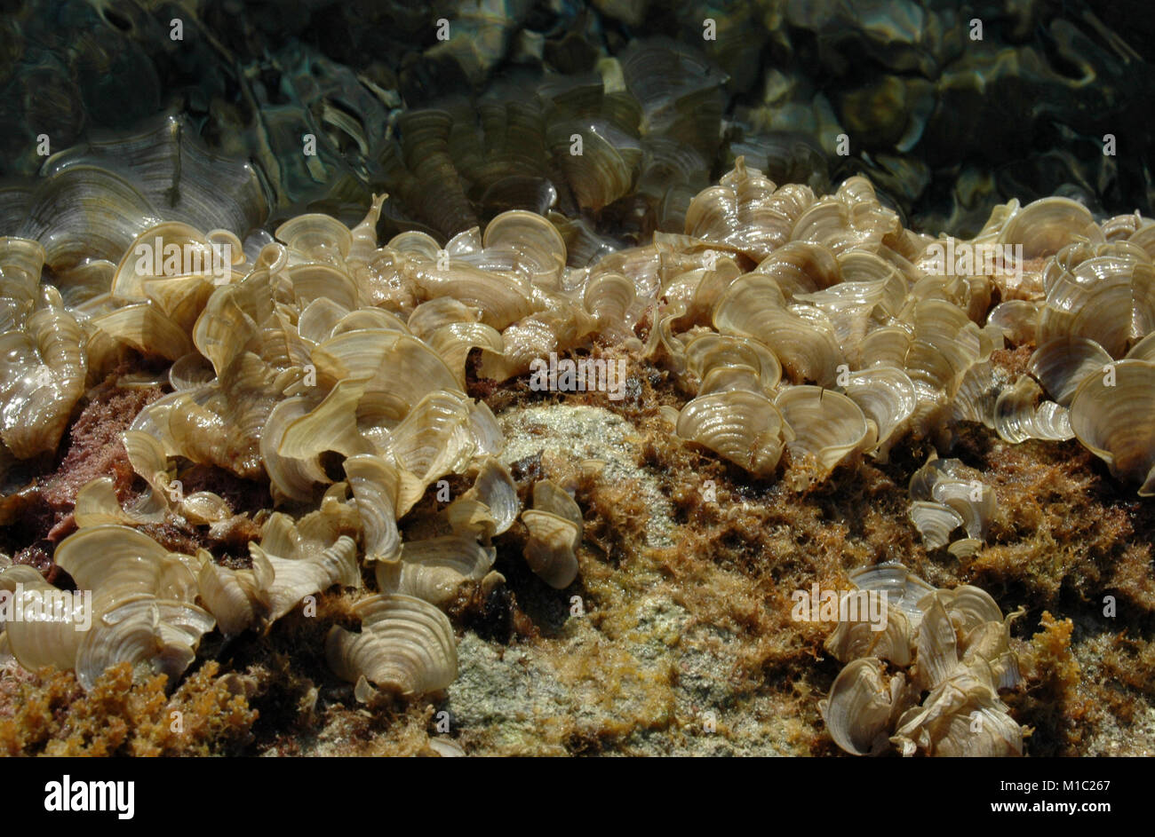Brown algae Peacock's Tail (Padina pavonica) in shallow water Stock ...