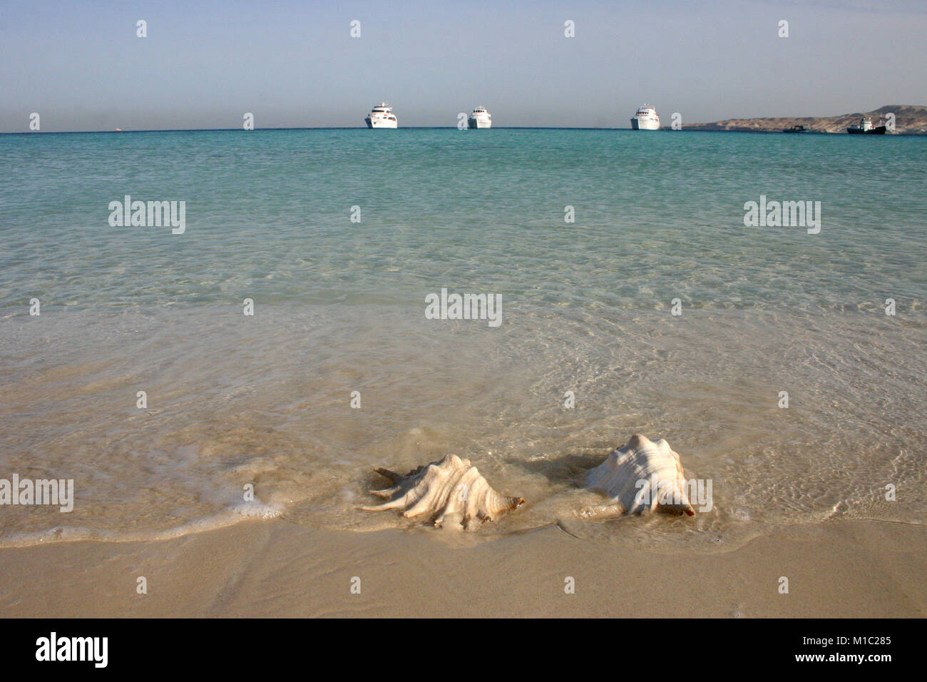 Large conch seashell on the beach, Egypt, Red Sea Stock Photo - Alamy