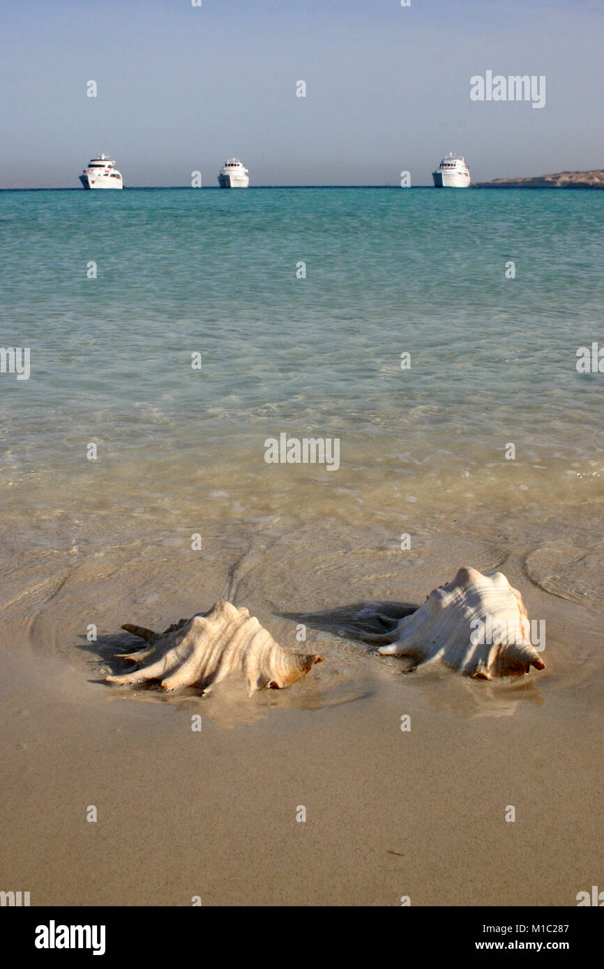 Large conch seashell on the beach, Egypt, Red Sea Stock Photo - Alamy