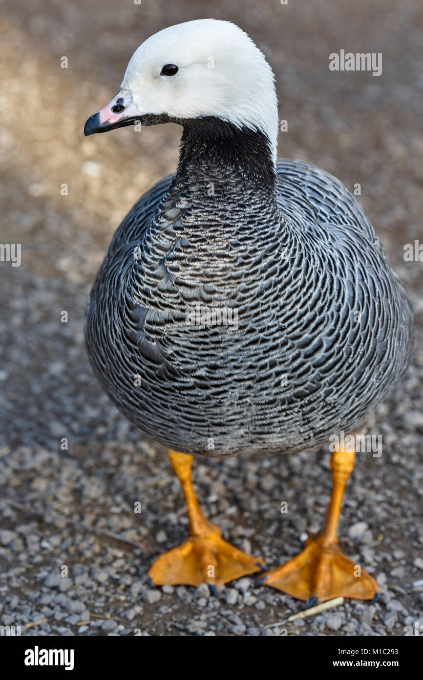 Emperor goose hi-res stock photography and images - Alamy