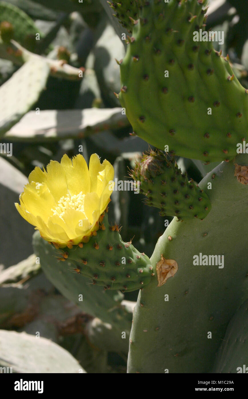 Cactus desert egypt hi-res stock photography and images - Alamy