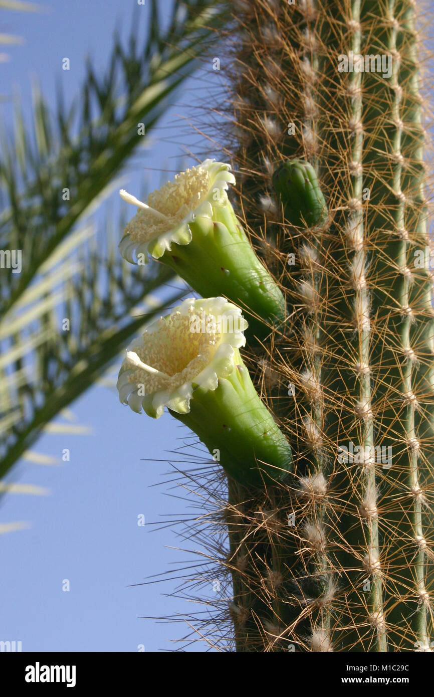 Cacti and other succulent plants, Egypt Stock Photo - Alamy