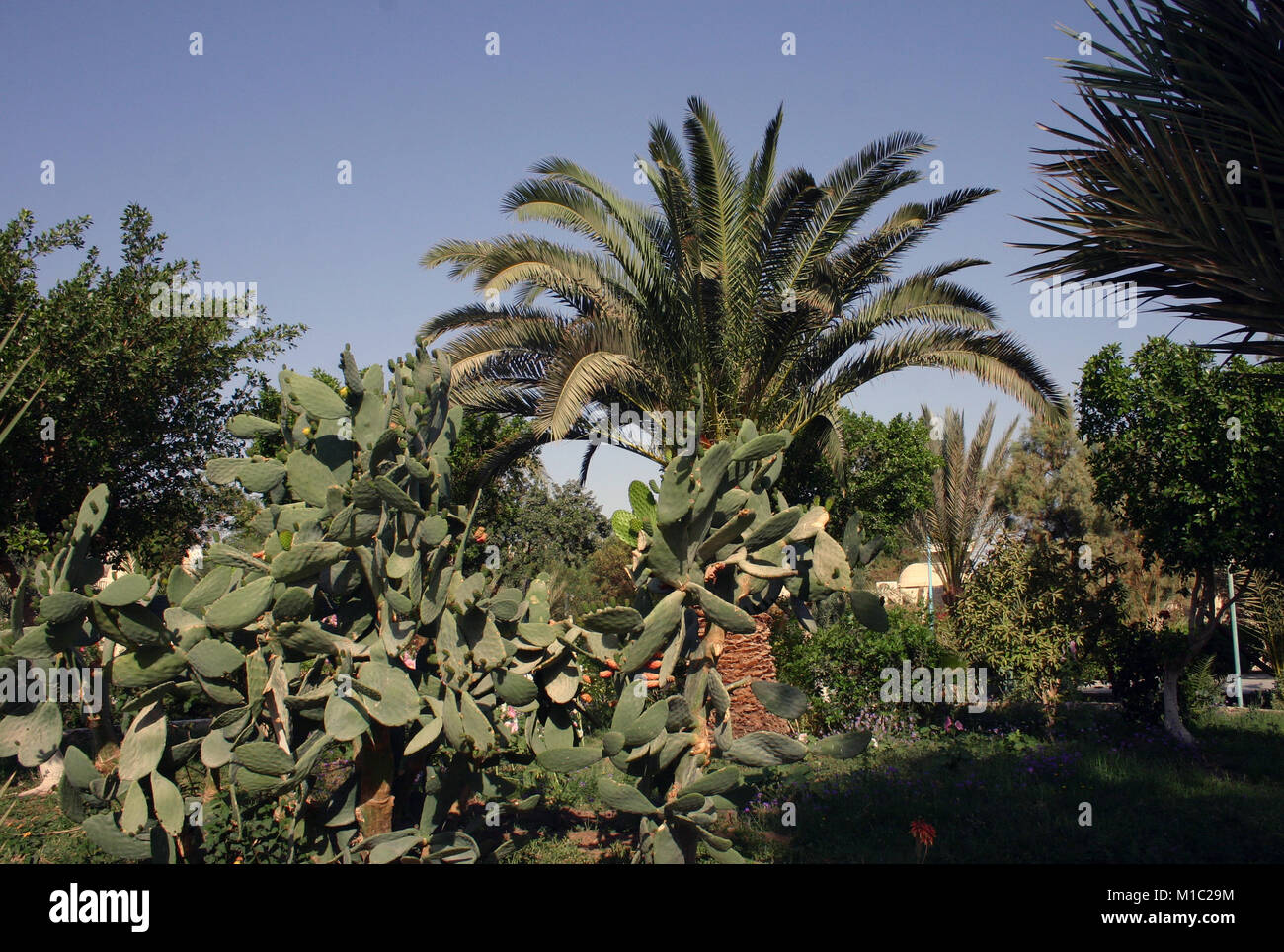 Cacti and other succulent plants, Egypt Stock Photo - Alamy