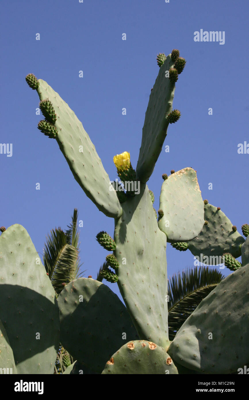Cacti and other succulent plants, Egypt Stock Photo - Alamy