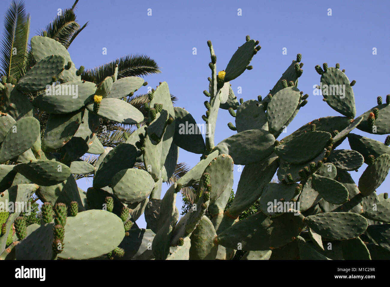 Cactus Desert Egypt High Resolution Stock Photography and Images - Alamy