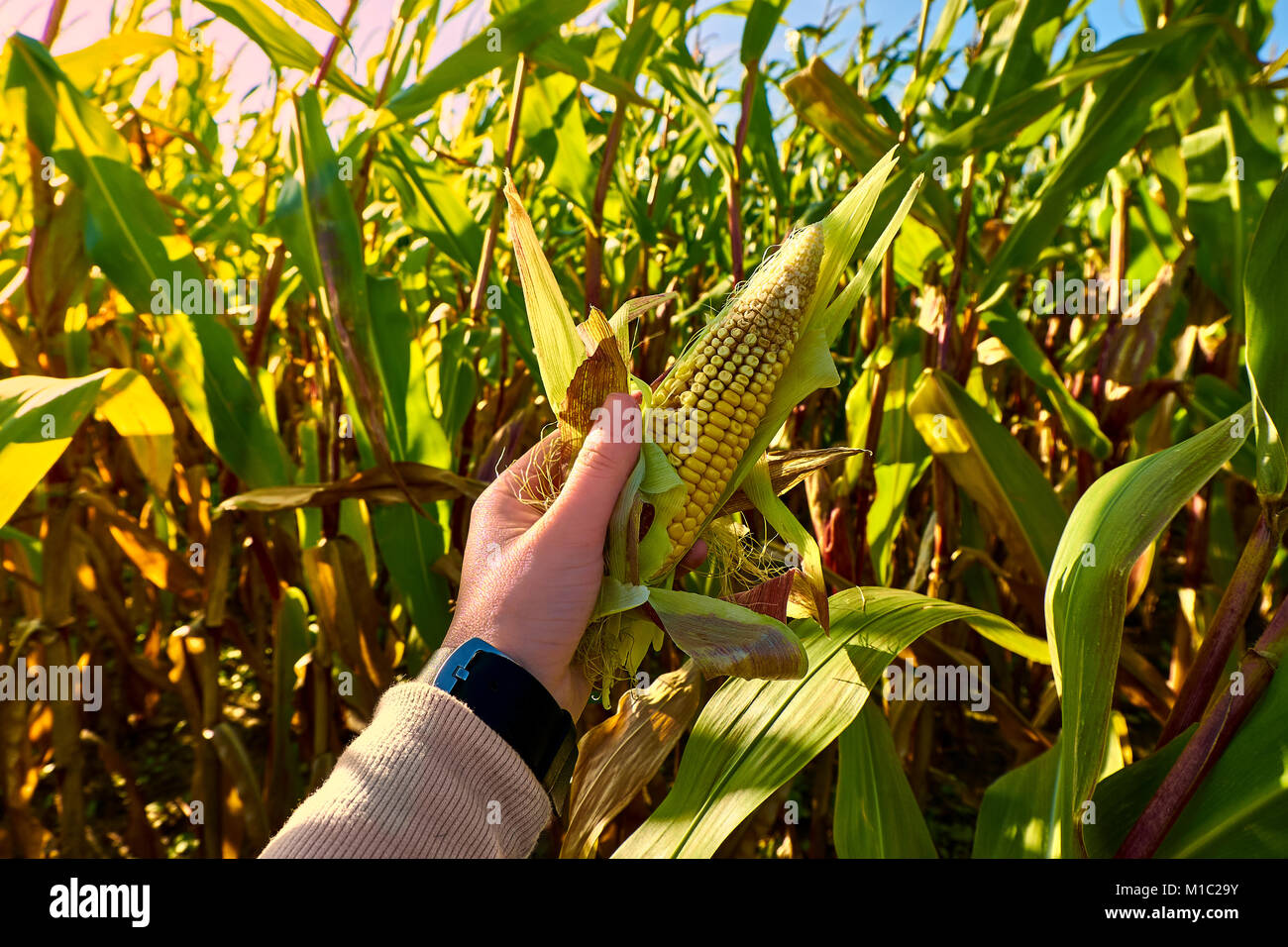 Corn field close up hi-res stock photography and images - Alamy