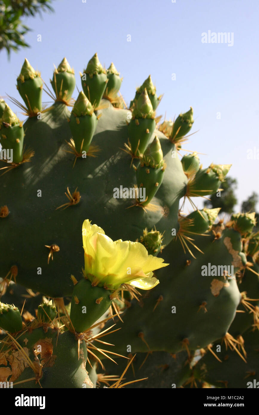 Cactus desert egypt hi-res stock photography and images - Alamy