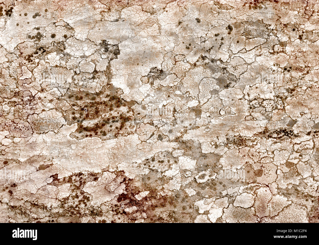 Sycamore wood texture hi-res stock photography and images - Alamy