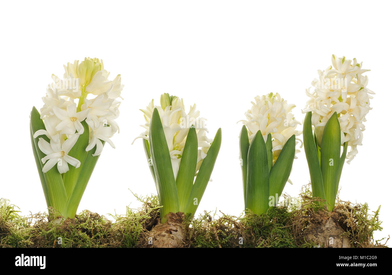 White Hyacinth Stock Photos & White Hyacinth Stock Images - Alamy