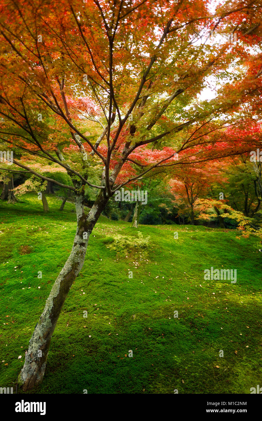 Japanese trees in grounds hi-res stock photography and images - Alamy