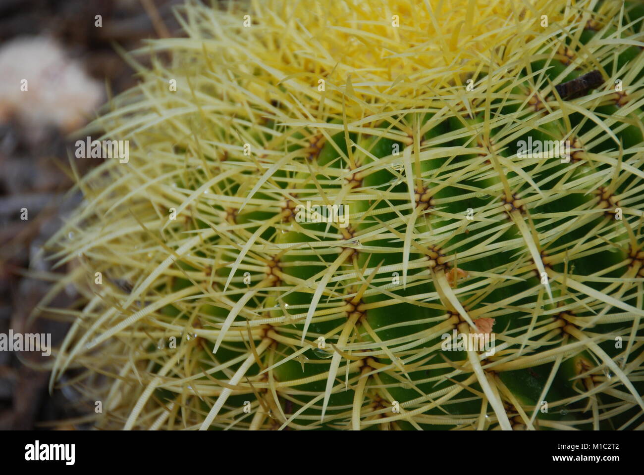 Green barrel cactus with yellow spines Stock Photo - Alamy